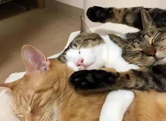 My Friend Snuggles Up With Their Cat Every Night But Sharing My Bed With A Cat Thats Where I